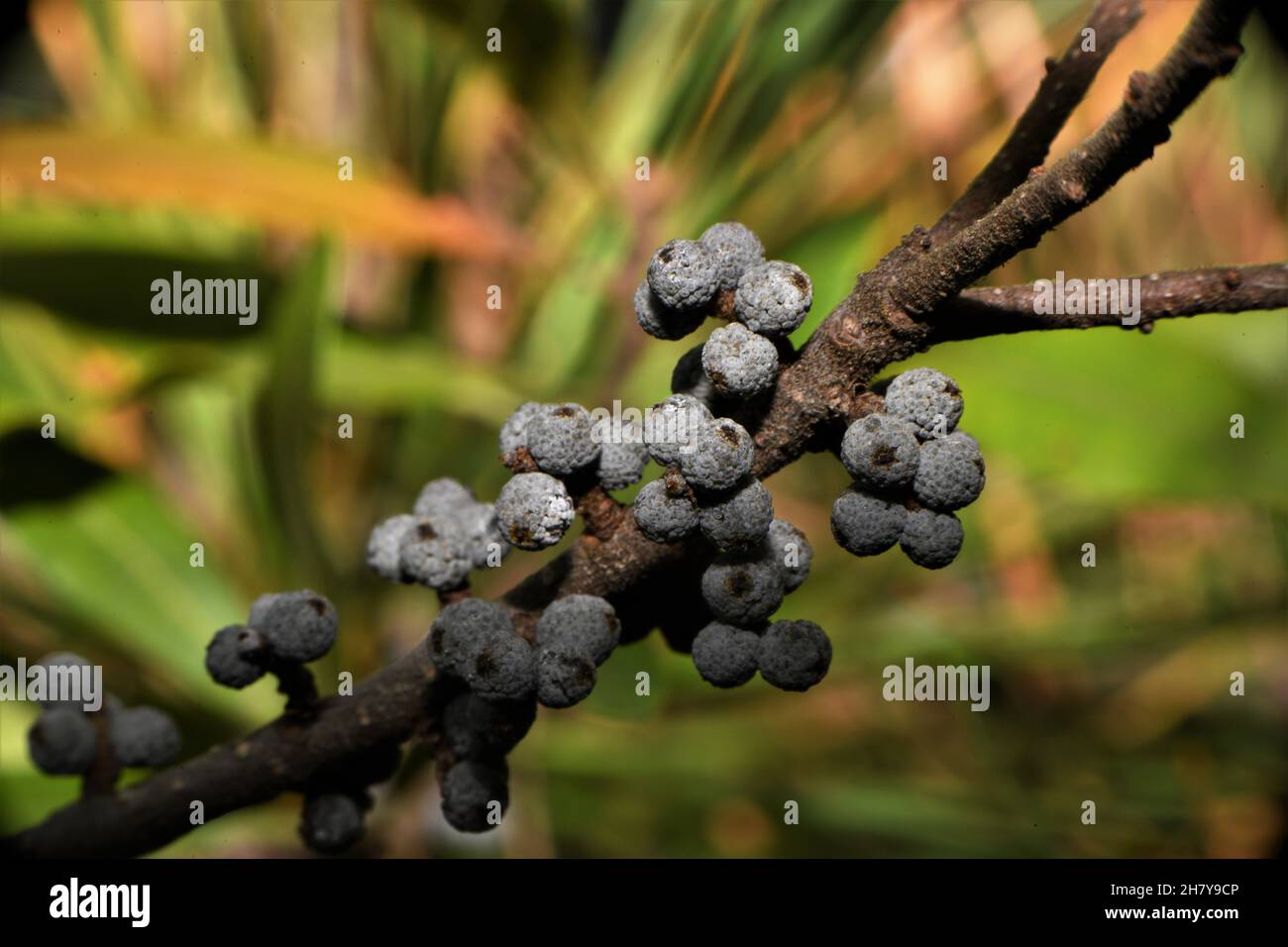 Black beries hi-res stock photography and images - Alamy