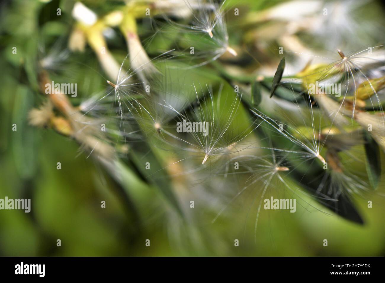 Weed with white fluff hi-res stock photography and images - Alamy