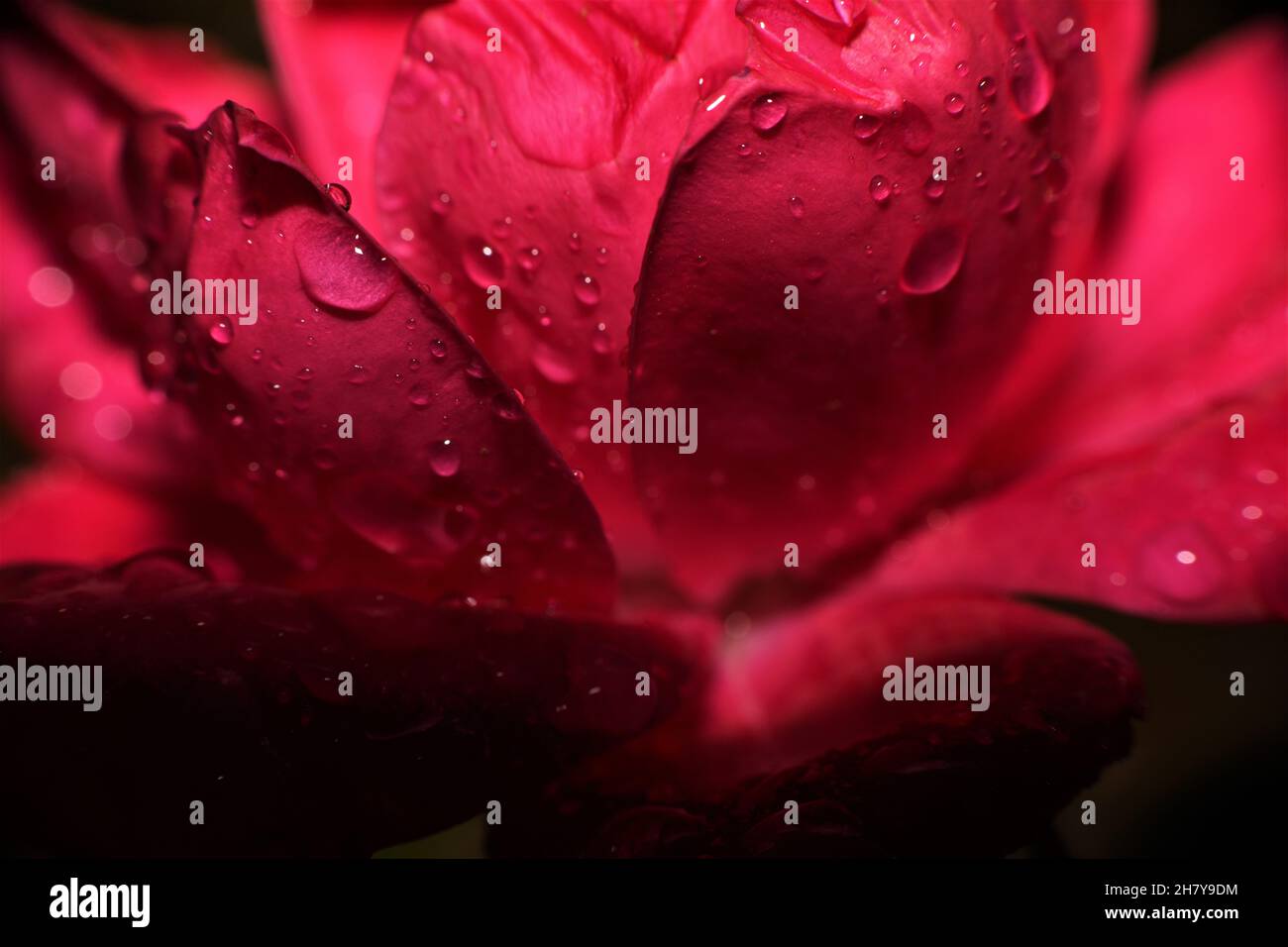 Red roses with rain drops hi-res stock photography and images - Alamy