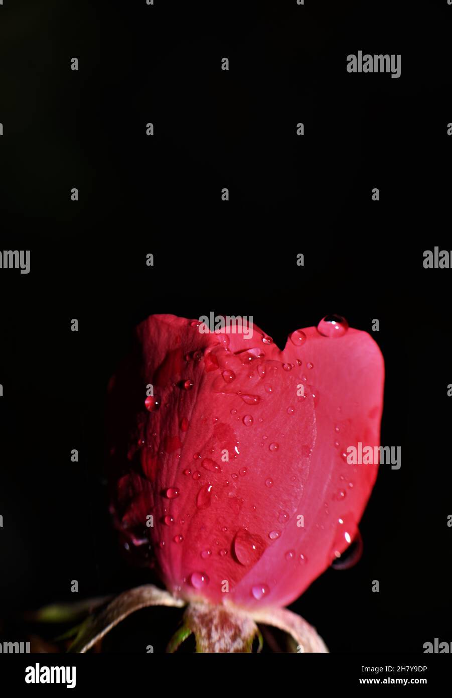 Raindrops on roses Stock Photo - Alamy Raindrops on roses Stock Photo - Alamy