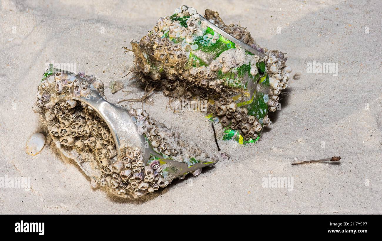 Florida barnacles hi-res stock photography and images - Alamy