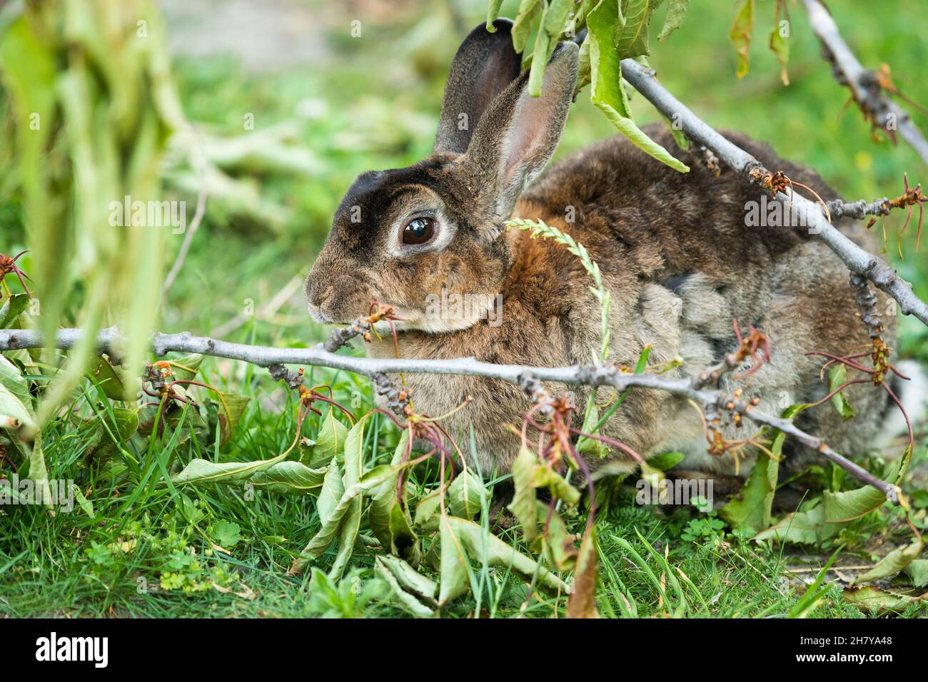Young rabbits in a meadow hi-res stock photography and images - Alamy