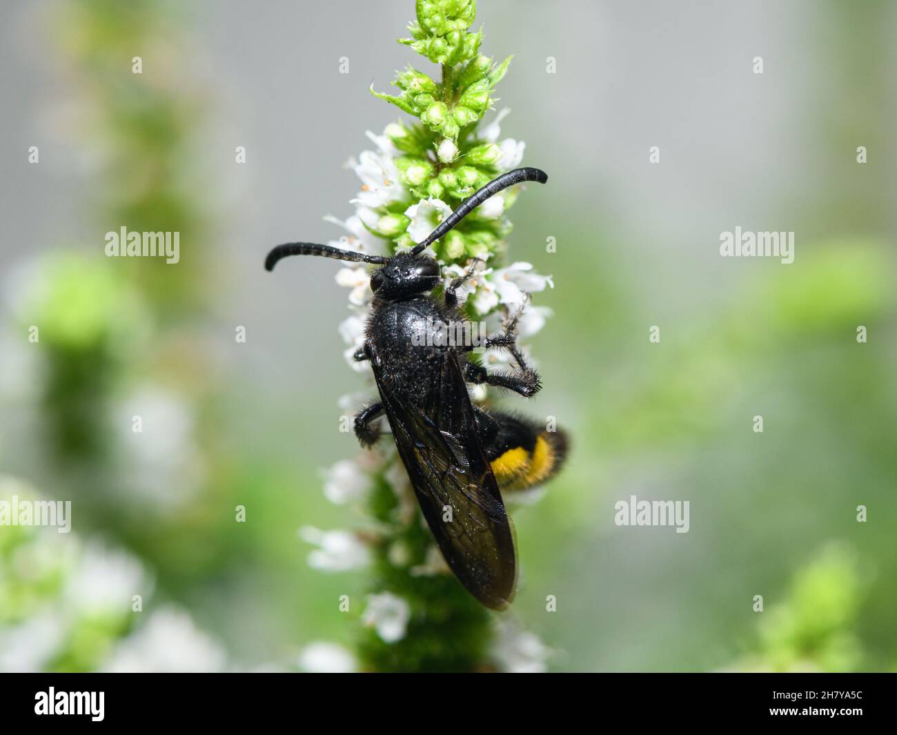 Scolia hi-res stock photography and images - Alamy