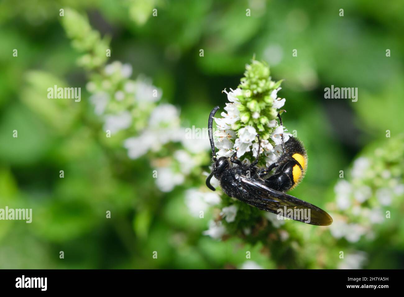 Scolia hirta hi-res stock photography and images - Alamy