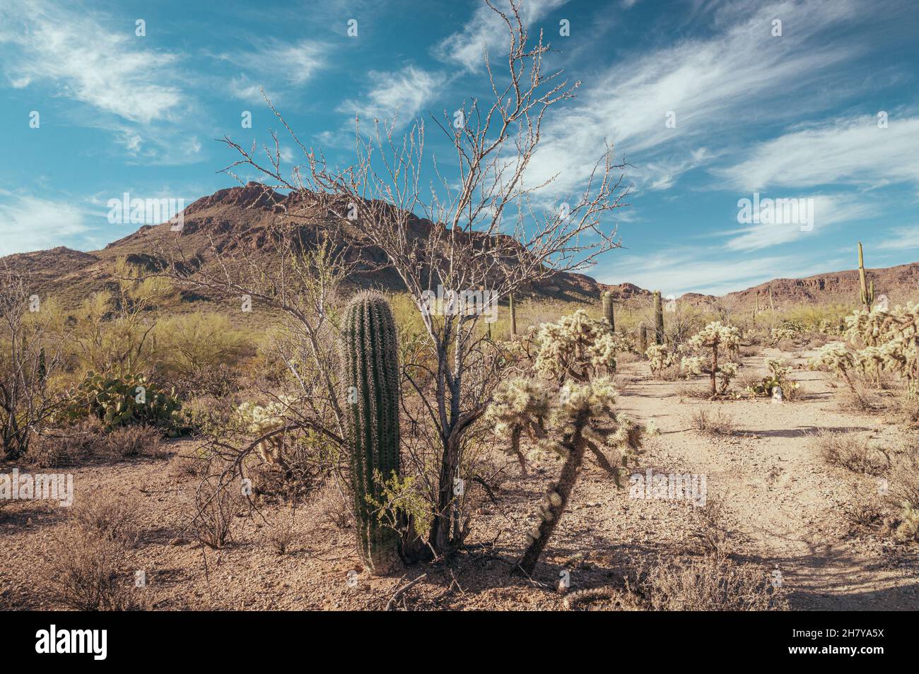 Cacti trail hi-res stock photography and images - Alamy