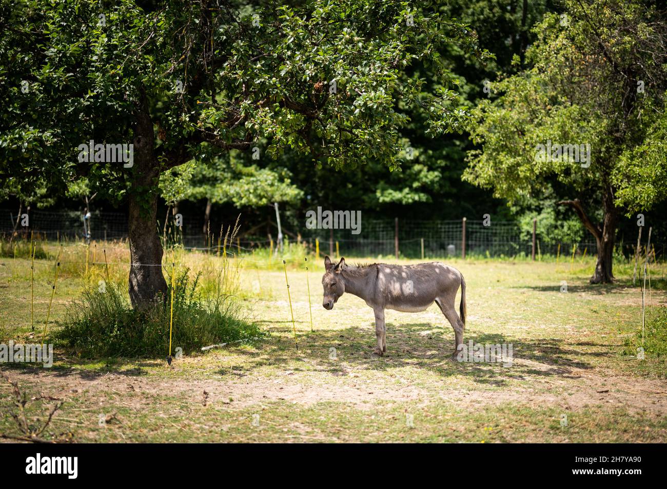 Donkey standing on meadow hi-res stock photography and images - Alamy