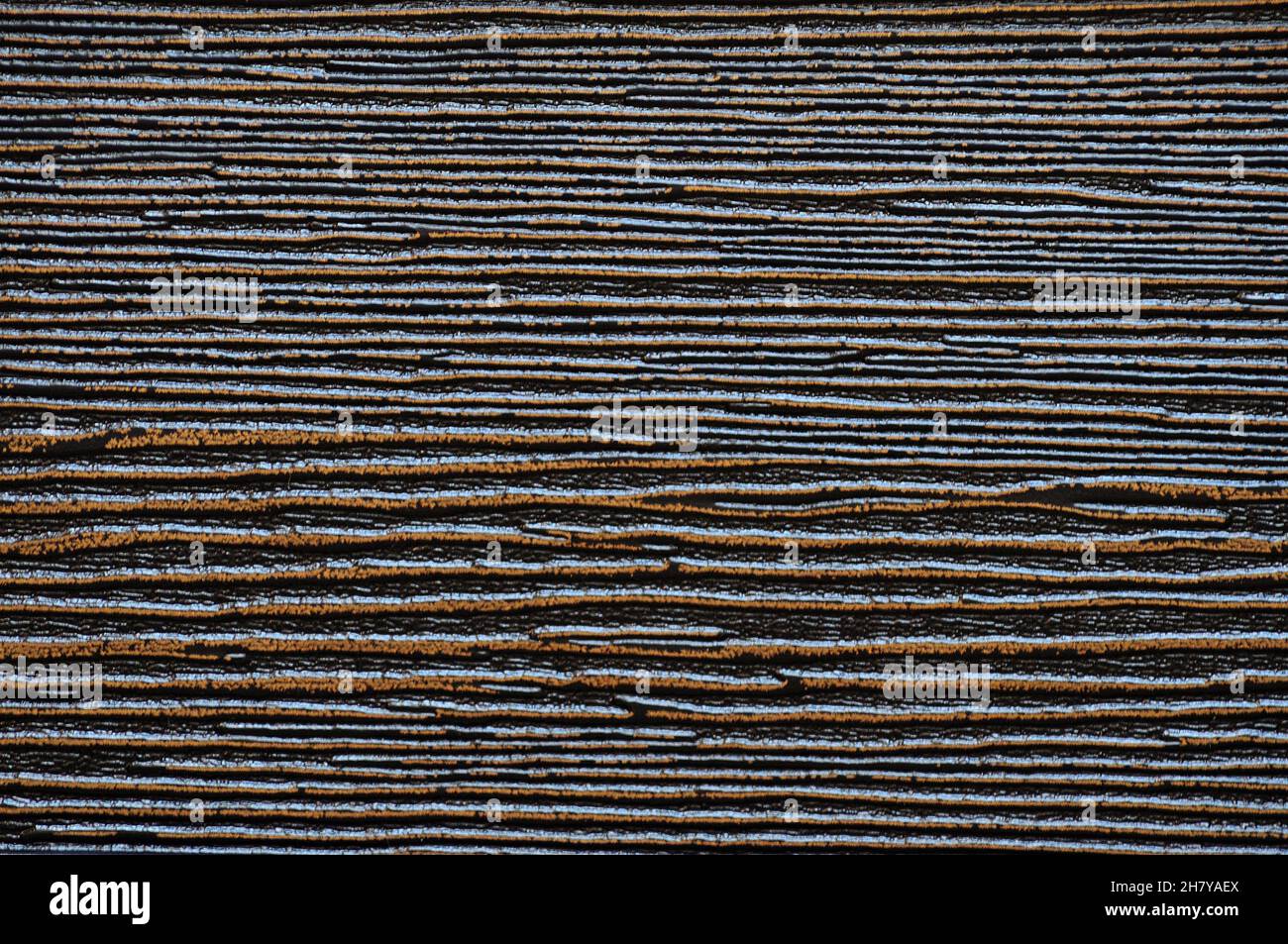 Dark walnut wenge, natural wood texture with a rich pattern in a strip ...