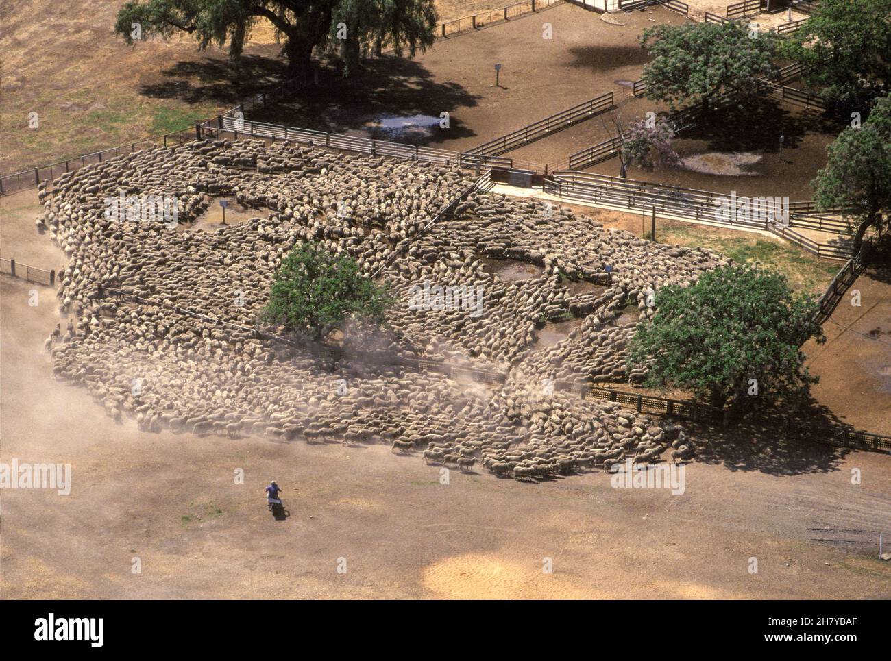 Sheep mustering in outback New South Wales, Australia Stock Photo - Alamy