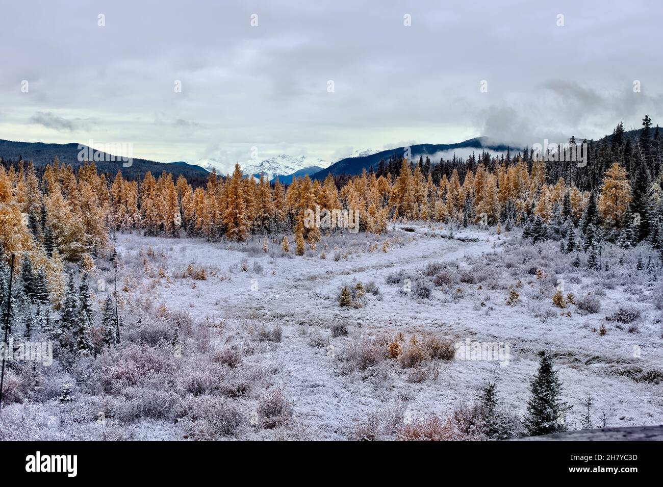 The first snow of fall crowning the larch trees at Switzer Park on ...