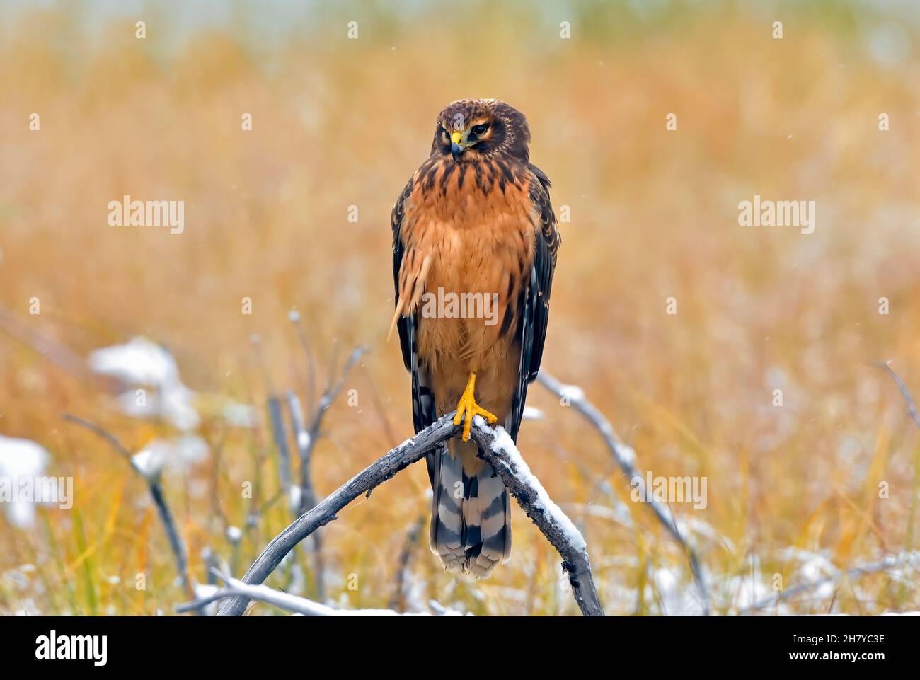 Harrier bird birds hi-res stock photography and images - Alamy