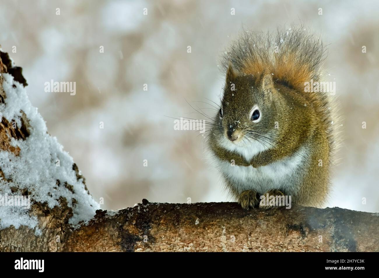 A front view of a young red squirrel "Tamiasciurus hudsonicus", sitting ...