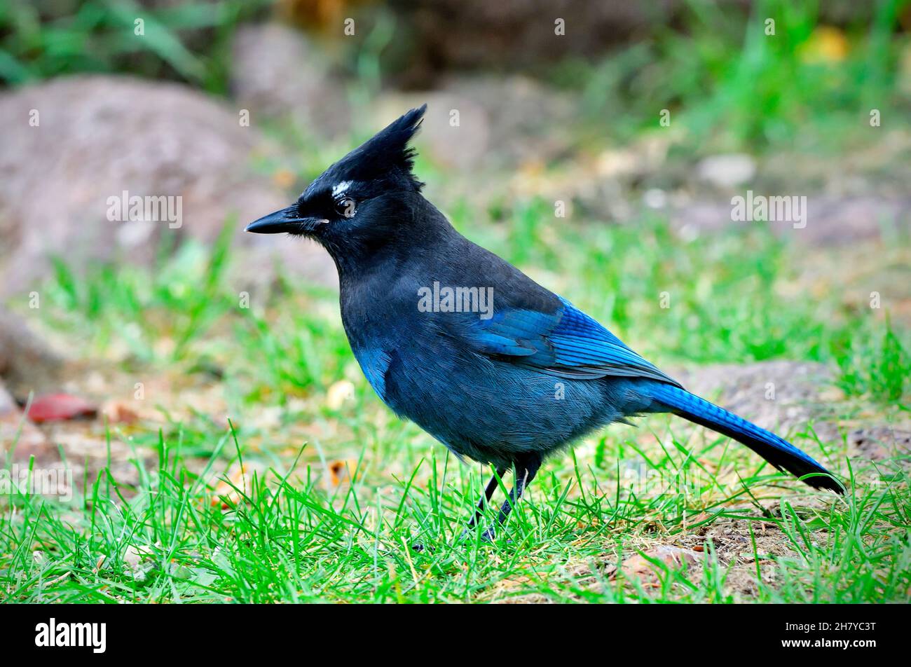 Back view of a jay hi-res stock photography and images - Alamy