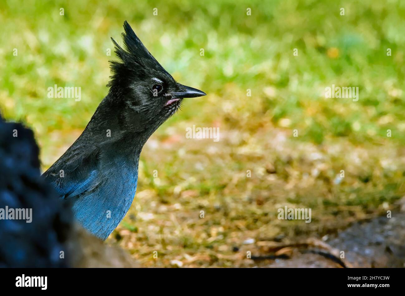 Blue jay side view hi-res stock photography and images - Alamy