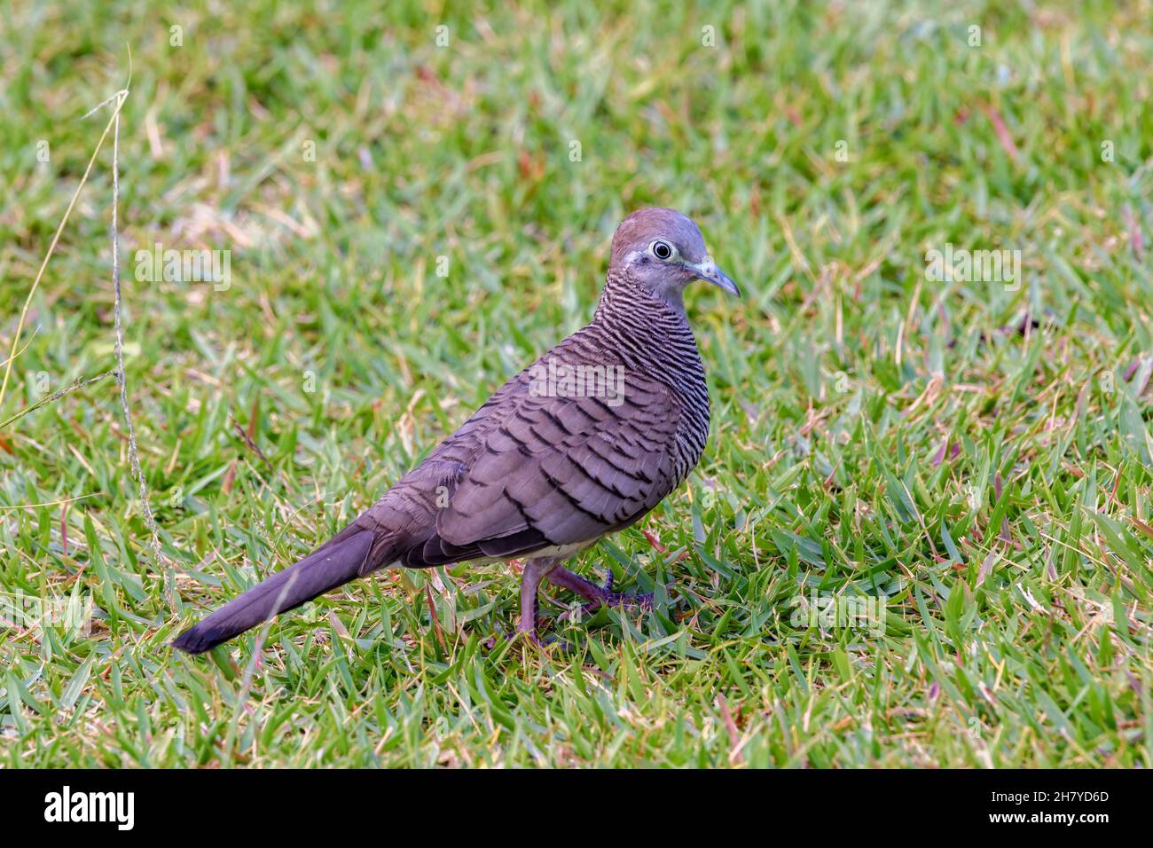 Zebra dove (Geopelia striata), barred ground dove, or barred dove Stock ...