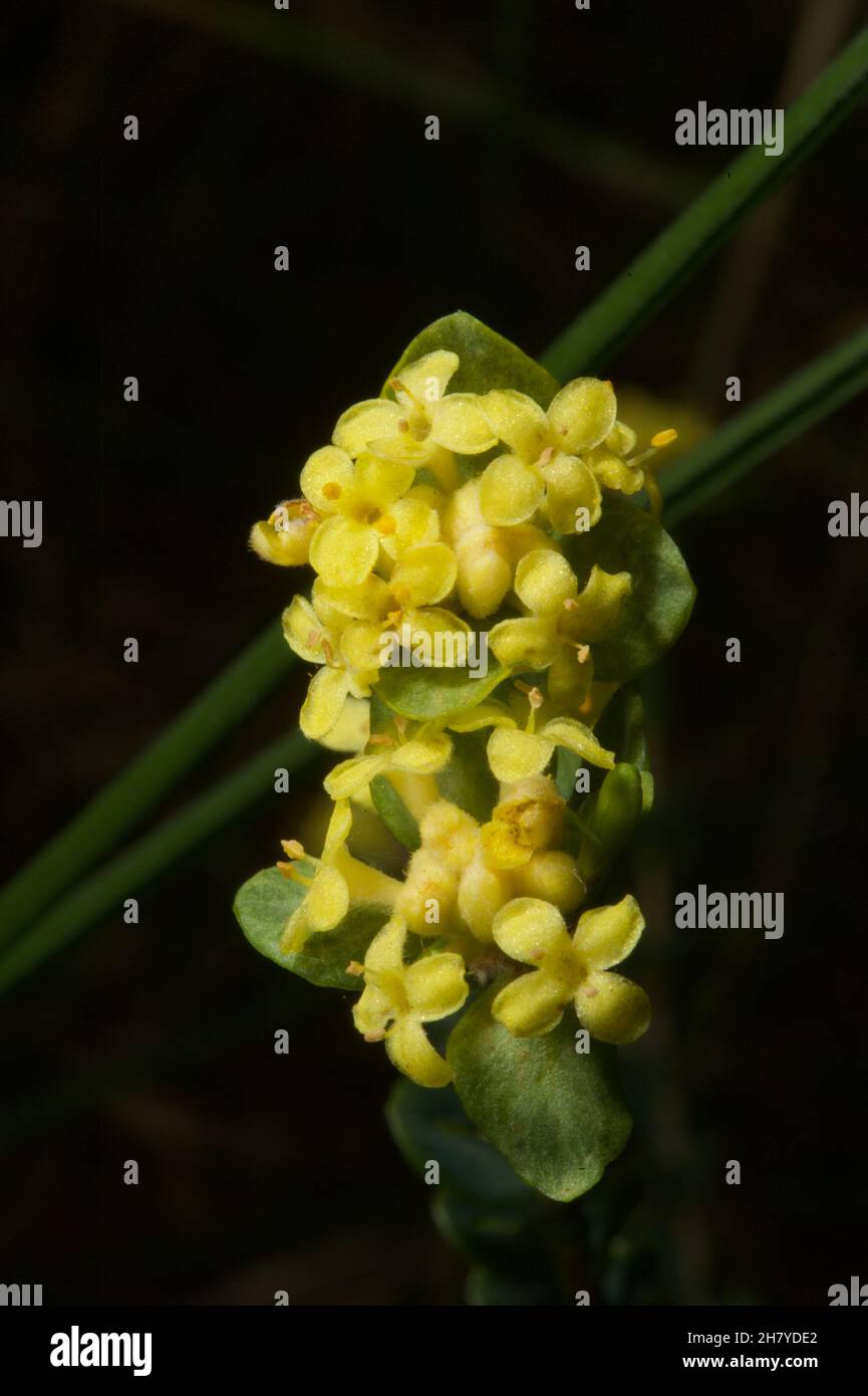 Most Rice Flowers are white - and short. This is the only yellow ...
