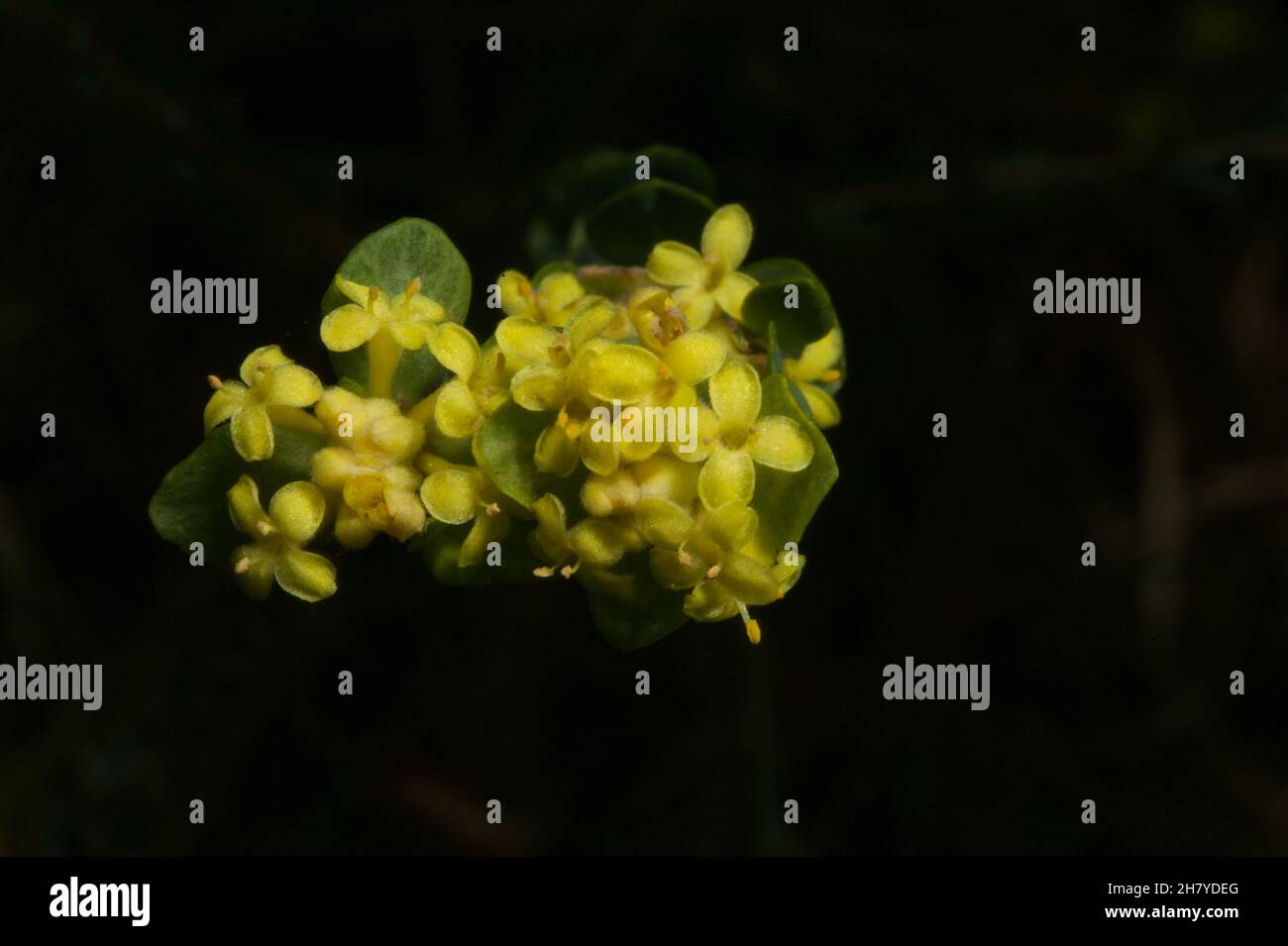 Australian flowers hi-res stock photography and images - Alamy