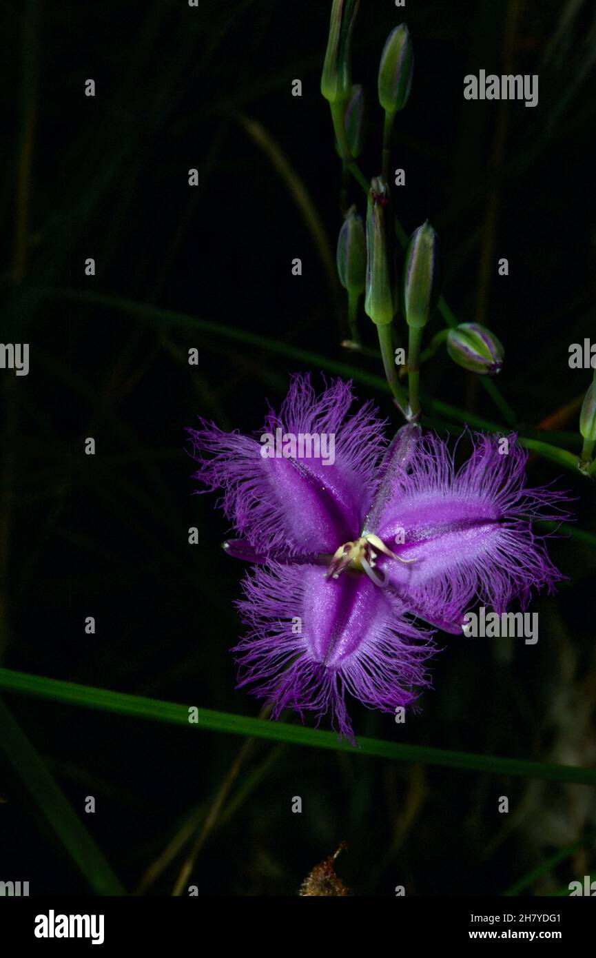 Fringed Lillies (Thysanotus Tuberosus) are quite common in the ...