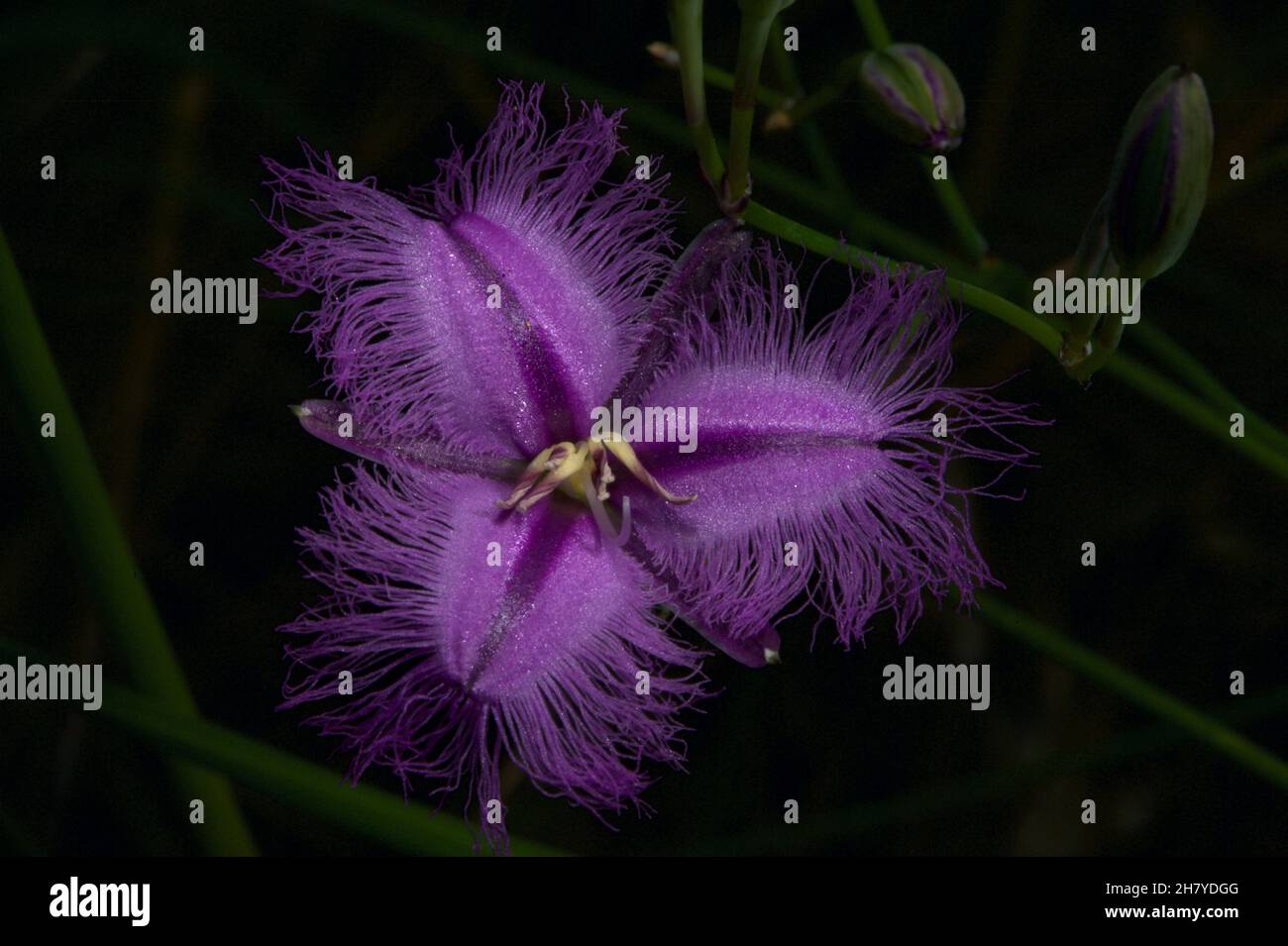 Fringed Lillies (Thysanotus Tuberosus) are quite common in the ...