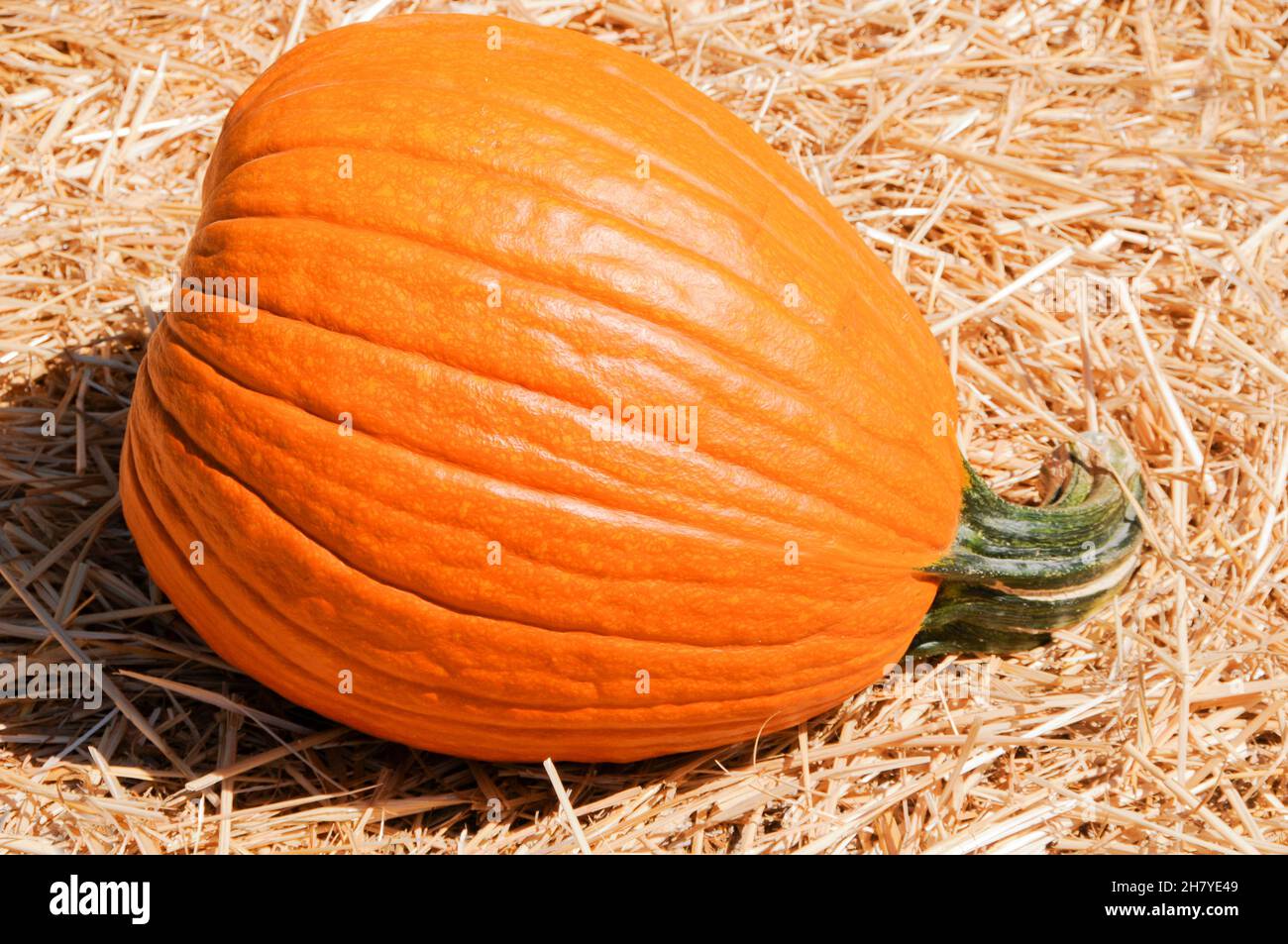 Close Up - Large Pumpkin on Ground Stock Photo - Alamy