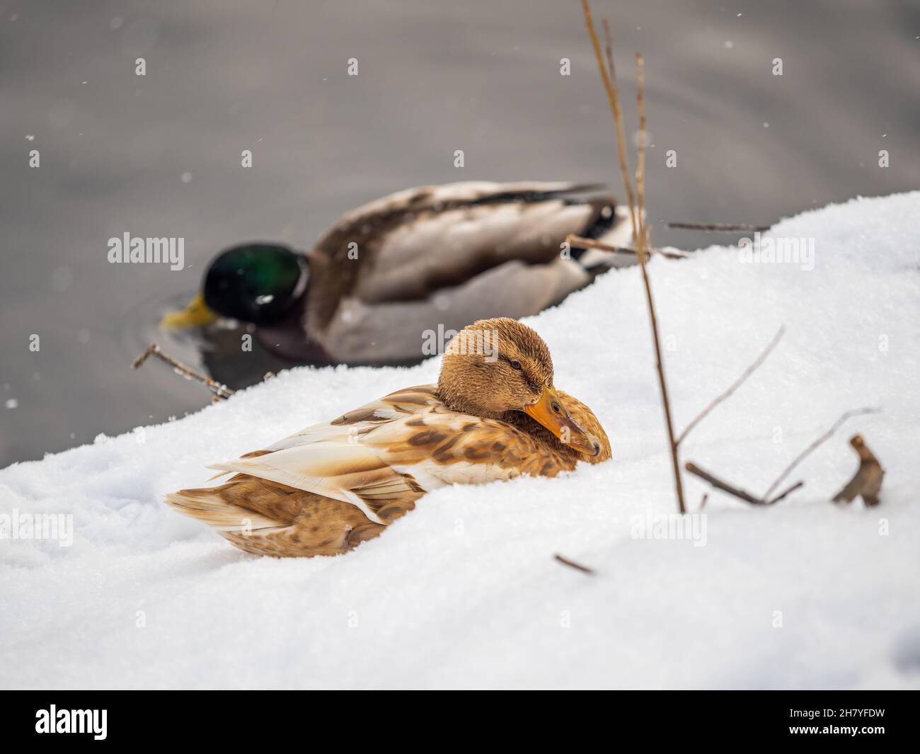 Yellow colored Mallard female Duck on the white snow background. Animal ...