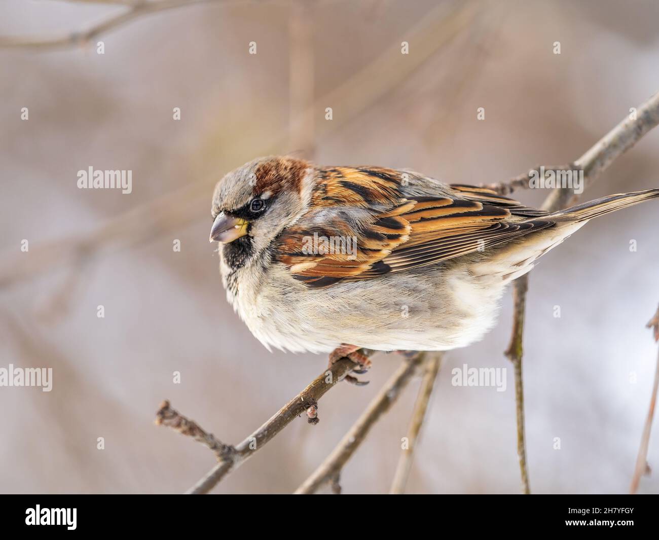 Sparrow sits on a branch without leaves. Sparrow on a branch in the ...