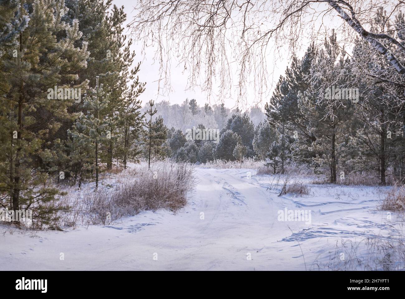 Beautiful winter landscape with a snowy dirt road in the forest with ...