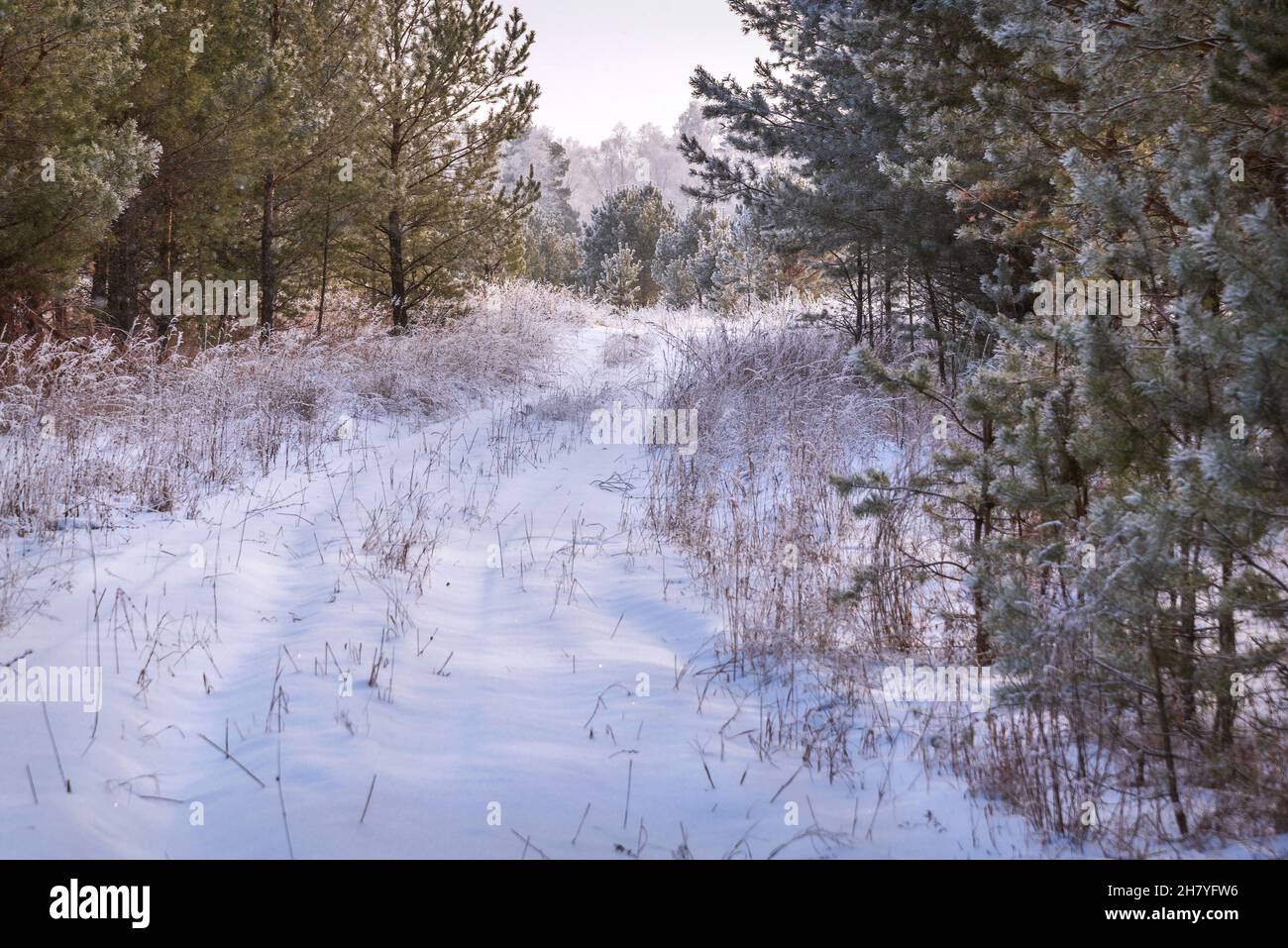 Beautiful winter landscape with a snowy dirt road in the forest with ...