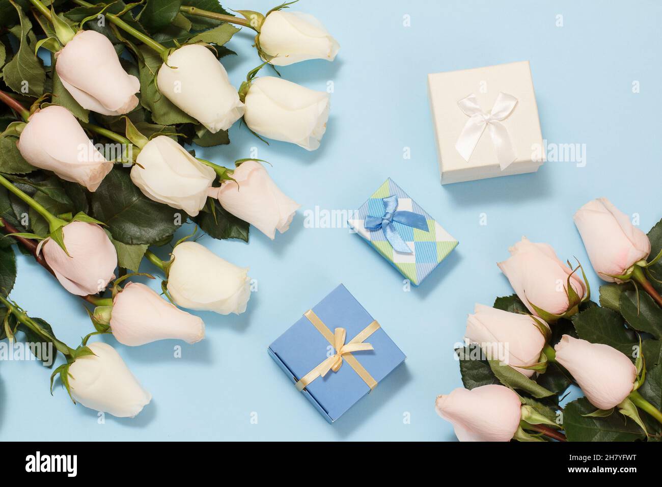 Gift boxes with beautiful white roses on the blue background. Concept ...