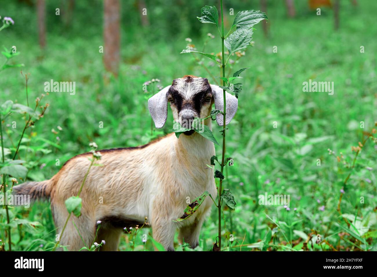 Goat in the garden Stock Photo - Alamy