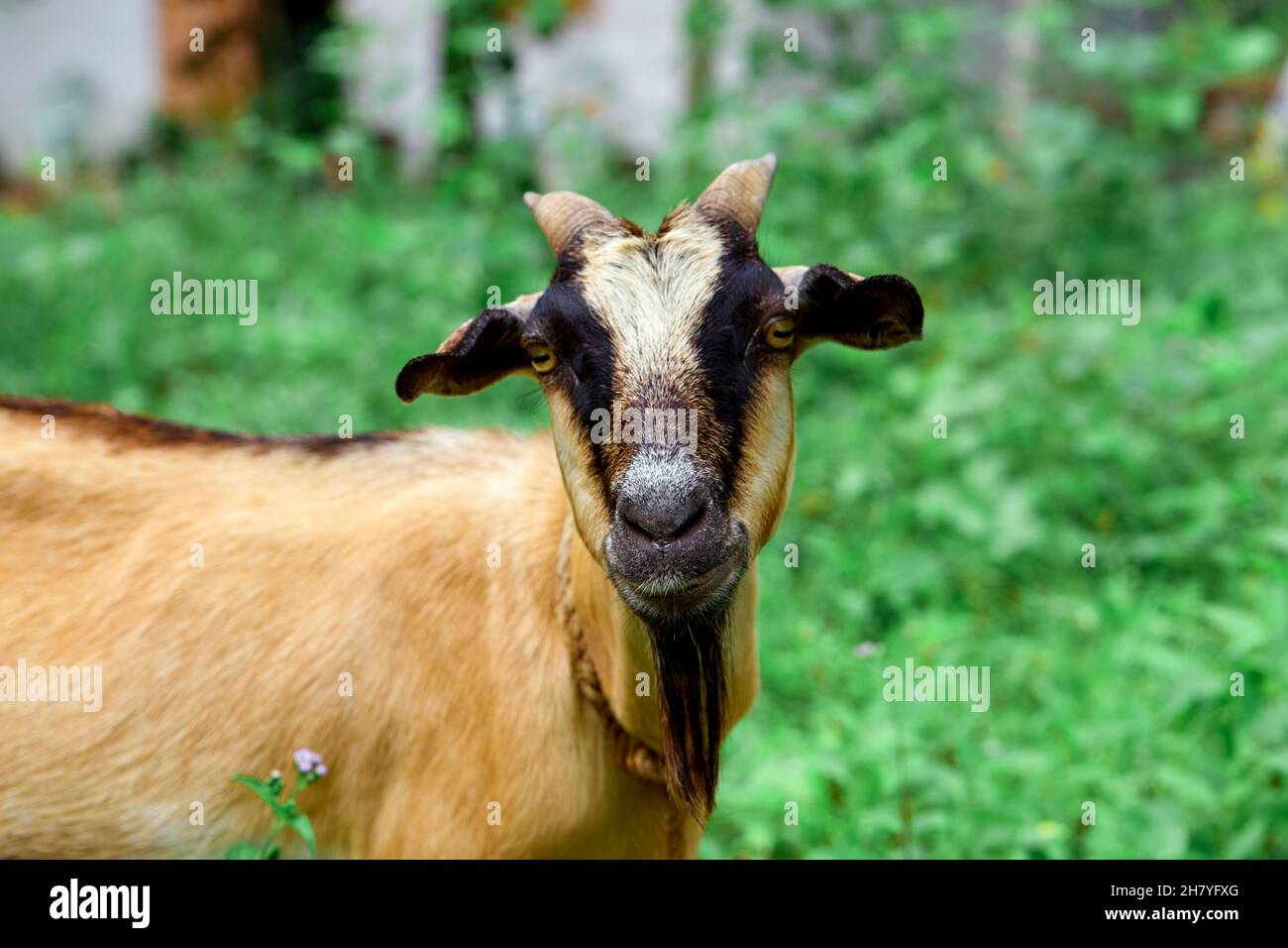 Goat in the garden Stock Photo - Alamy