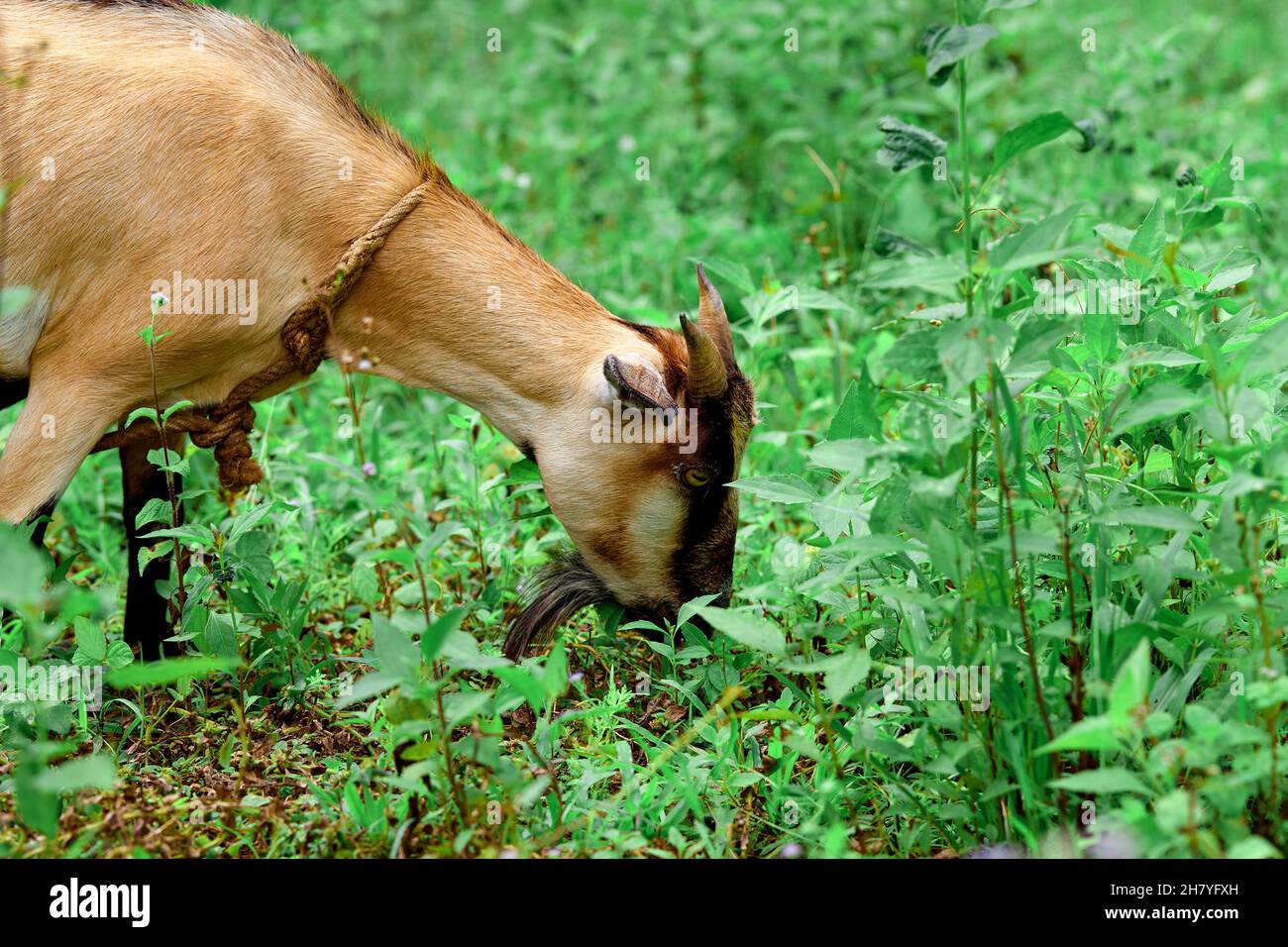 Goat in the garden Stock Photo - Alamy