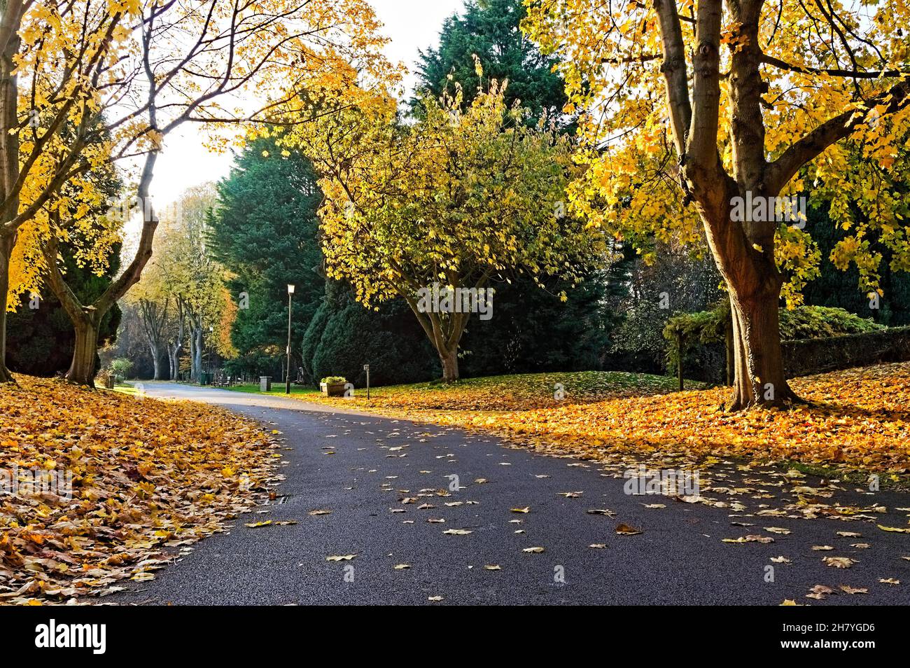 Road tall trees hi-res stock photography and images - Alamy