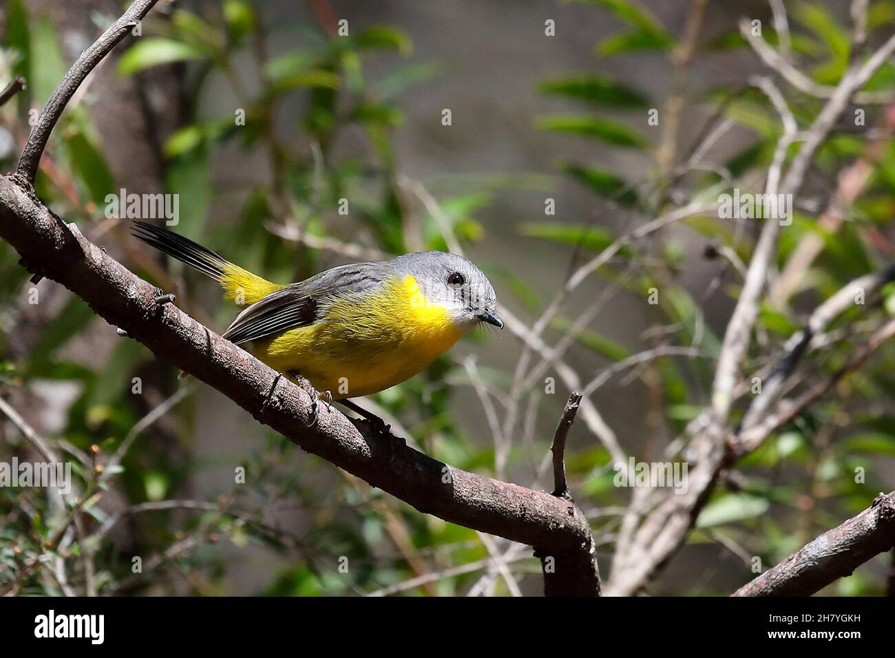 Eastern yellow robin (Eopsaltria australis) in a shrub. Colo, New South ...