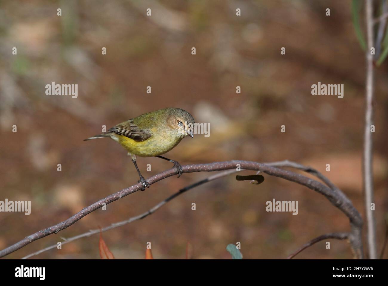 Weebill (Smicrornis brevirostris) Australia’s smallest bird, 8 to 9 cm ...