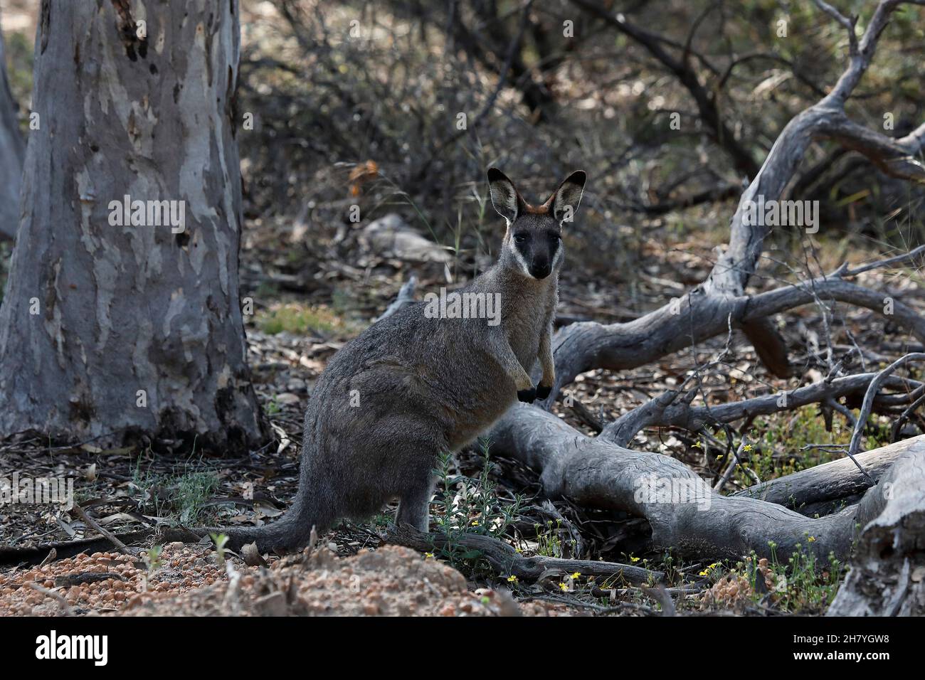 Western brush wallaby (Macropus irma) gazing at the photographer ...