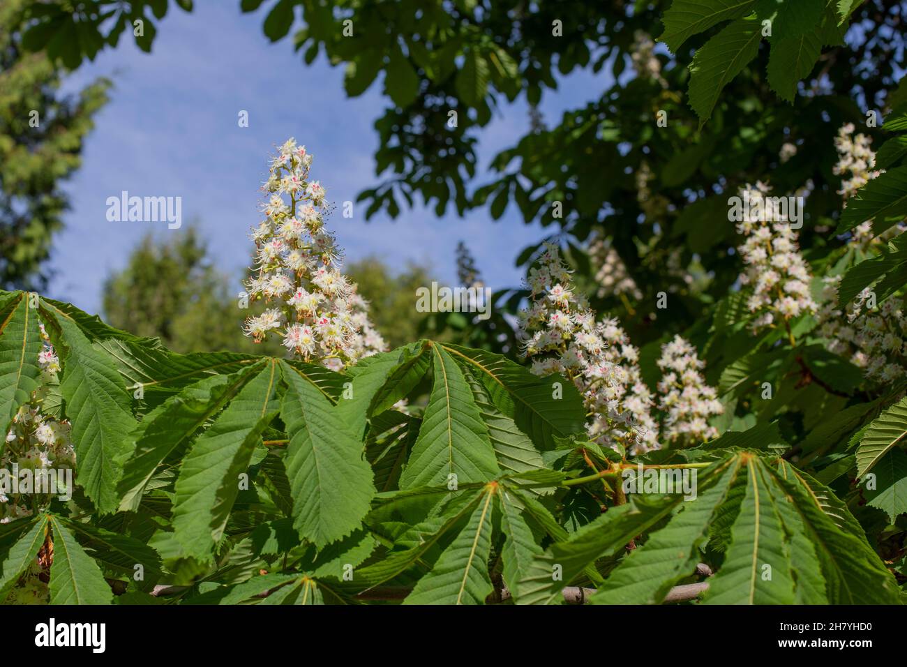 Horse chestnut blossom white flower cone, spring flowering branch of ...