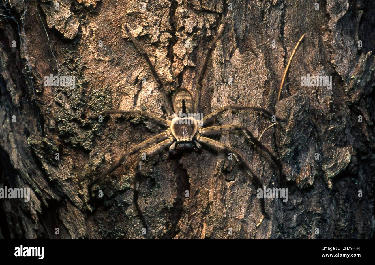 GIANT GREY HUNTSMAN SPIDER (HOLCONIA IMMANIS). THESE LARGE SPECIES ARE ...
