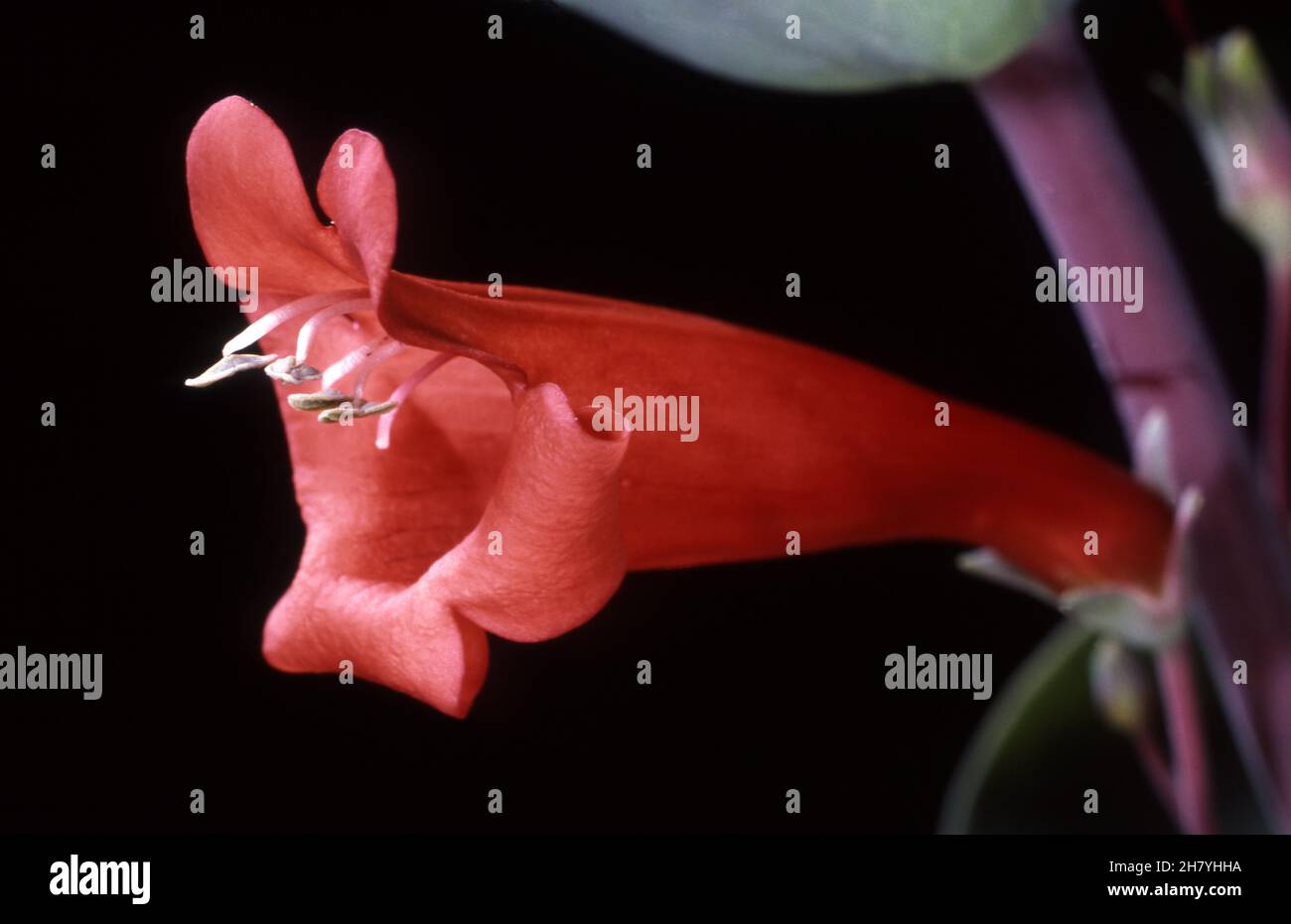 Scarlet beardtongue penstemon murrayanus hi-res stock photography and ...