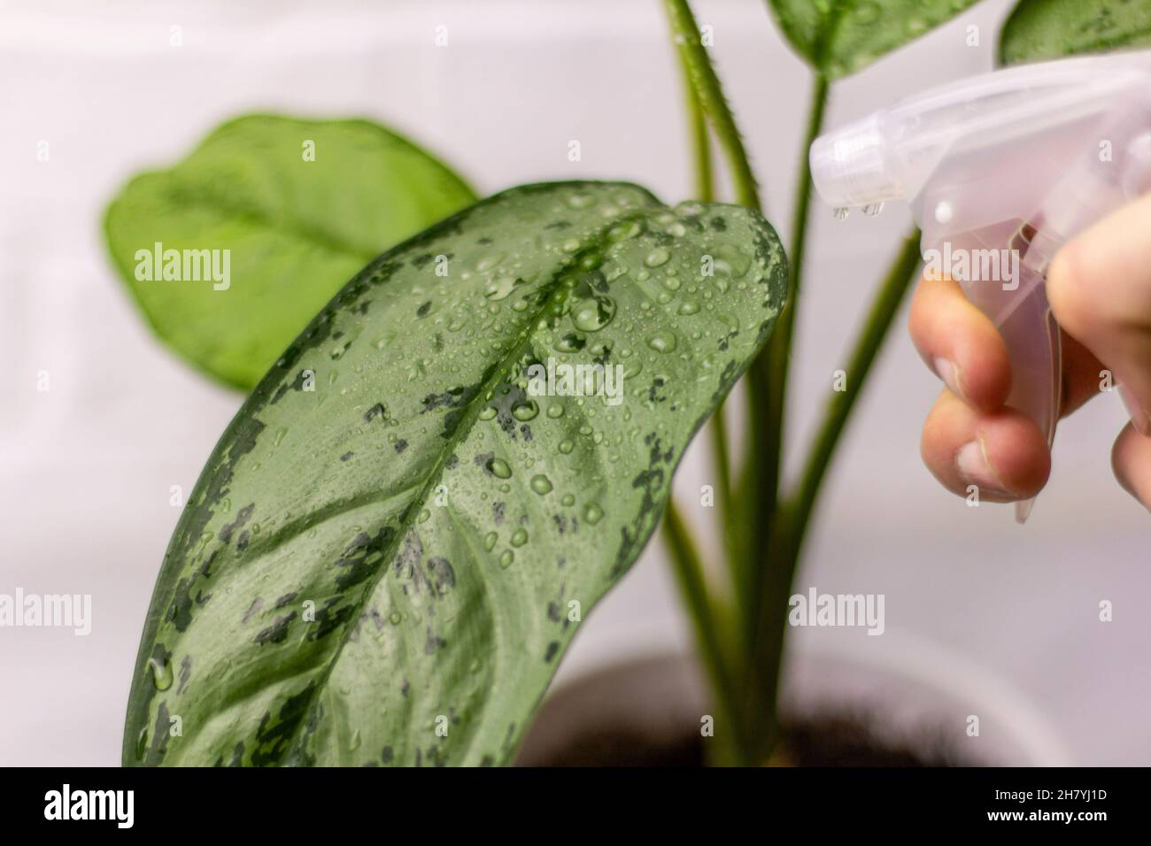 Sprayed Flowers High Resolution Stock Photography and Images - Alamy