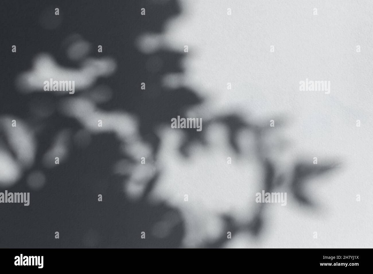 Shadow leaves gray wall. Abstract neutral background. Gray bokeh ...