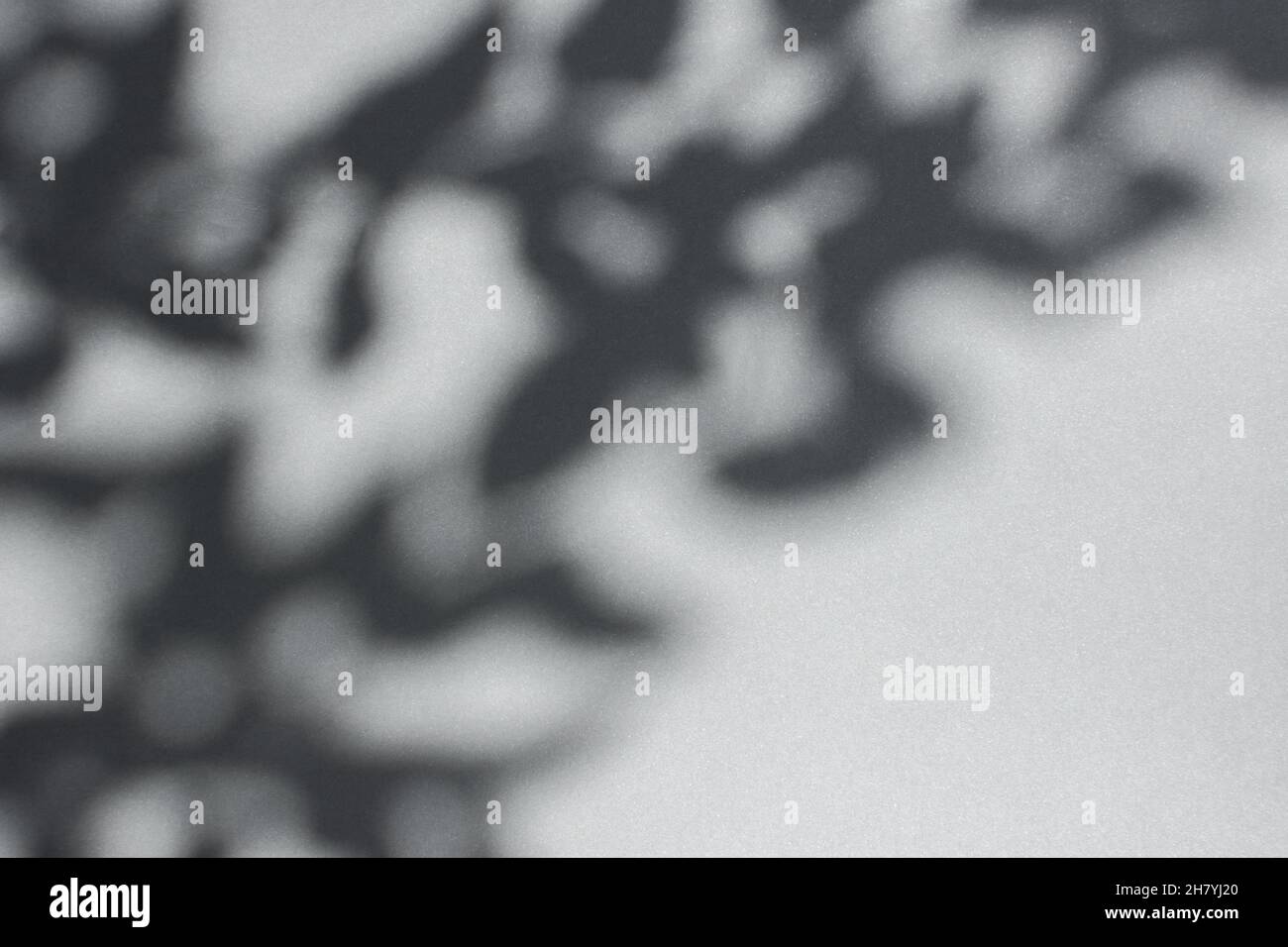 Shadow leaves gray wall. Abstract neutral background. Gray bokeh ...