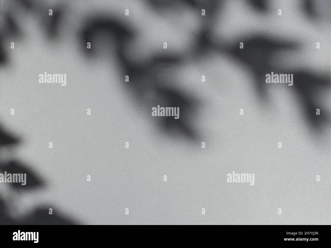 Shadow leaves gray wall. Abstract neutral background. Gray bokeh ...