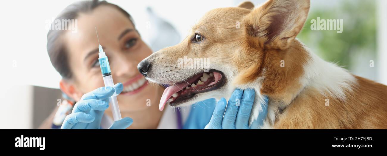 Veterinarian doctor holds syringe with needle in front of dog Stock ...