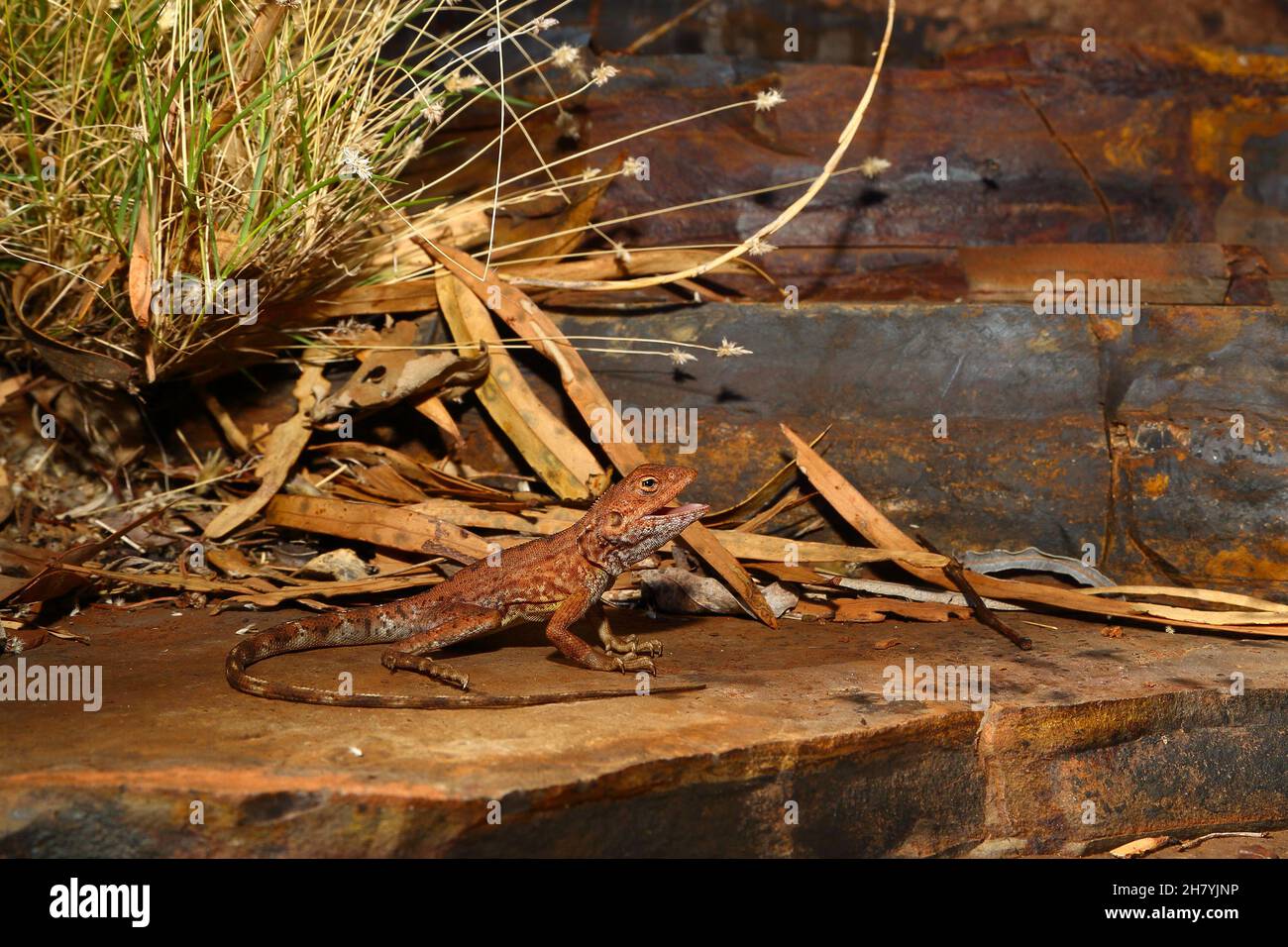 Lives on offshore islands hi-res stock photography and images - Alamy