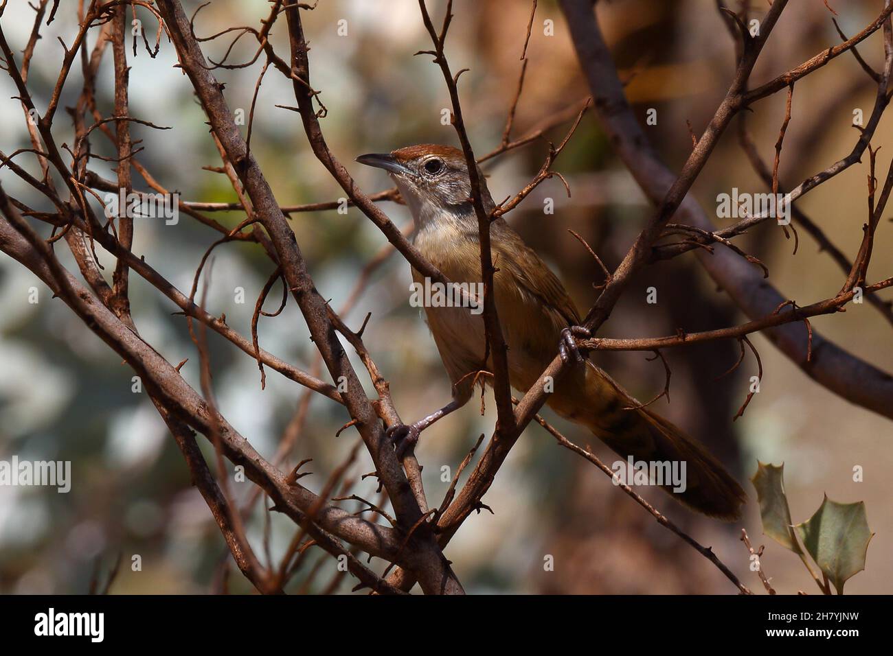 Spinifex-bird (Eremiornis carteri) in a small tree. Wittenoom, Pilbara ...