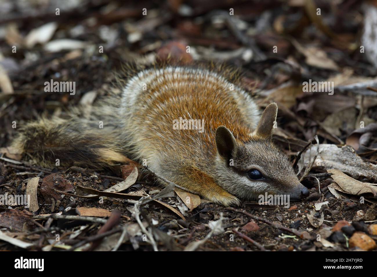 Numbat tongue hi-res stock photography and images - Alamy