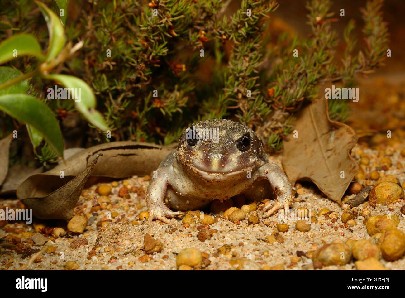 Burrowing frog hi-res stock photography and images - Alamy