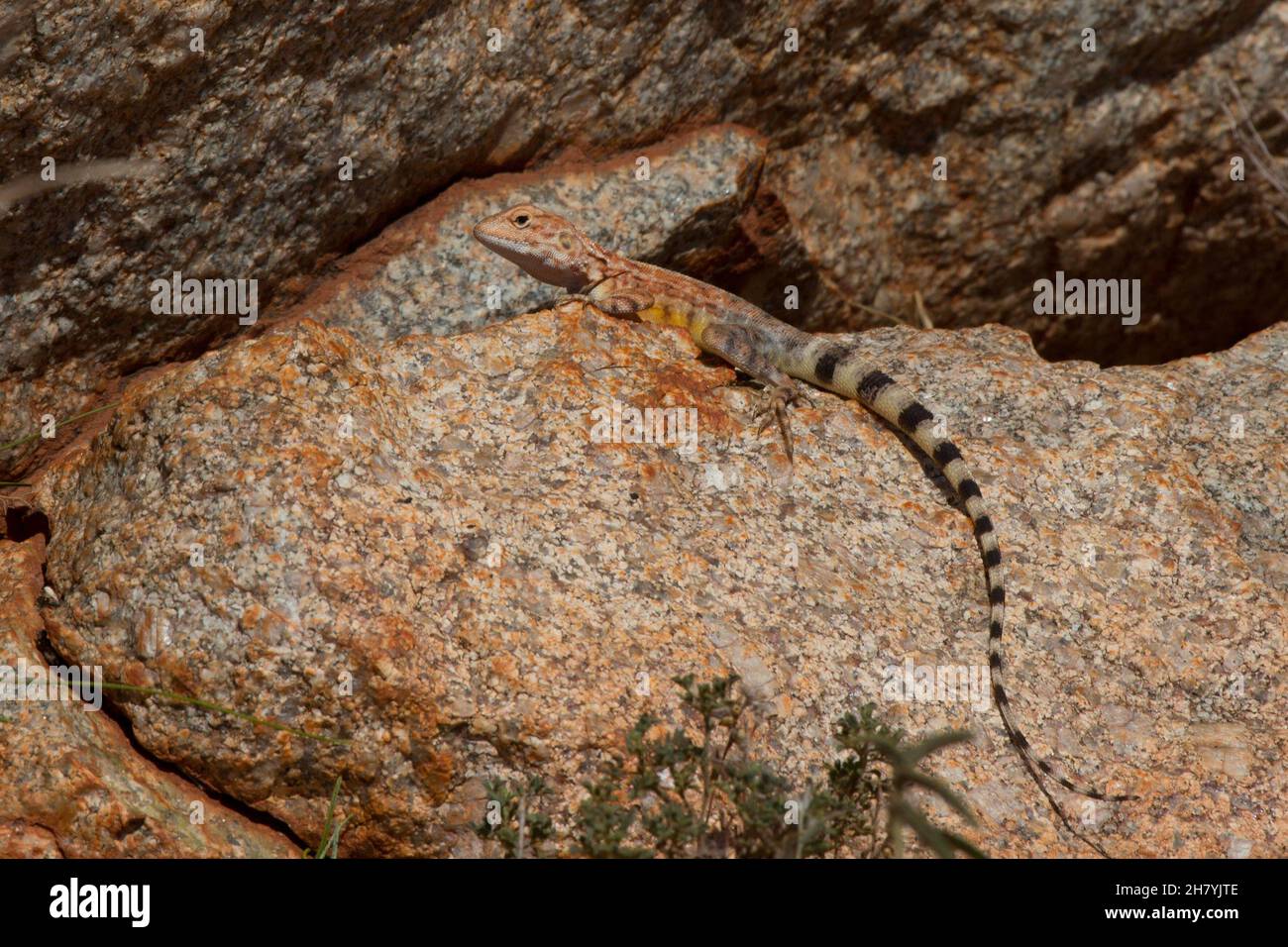 Ring tailed bicycle dragon ctenophorus caudicinctus hi-res stock ...