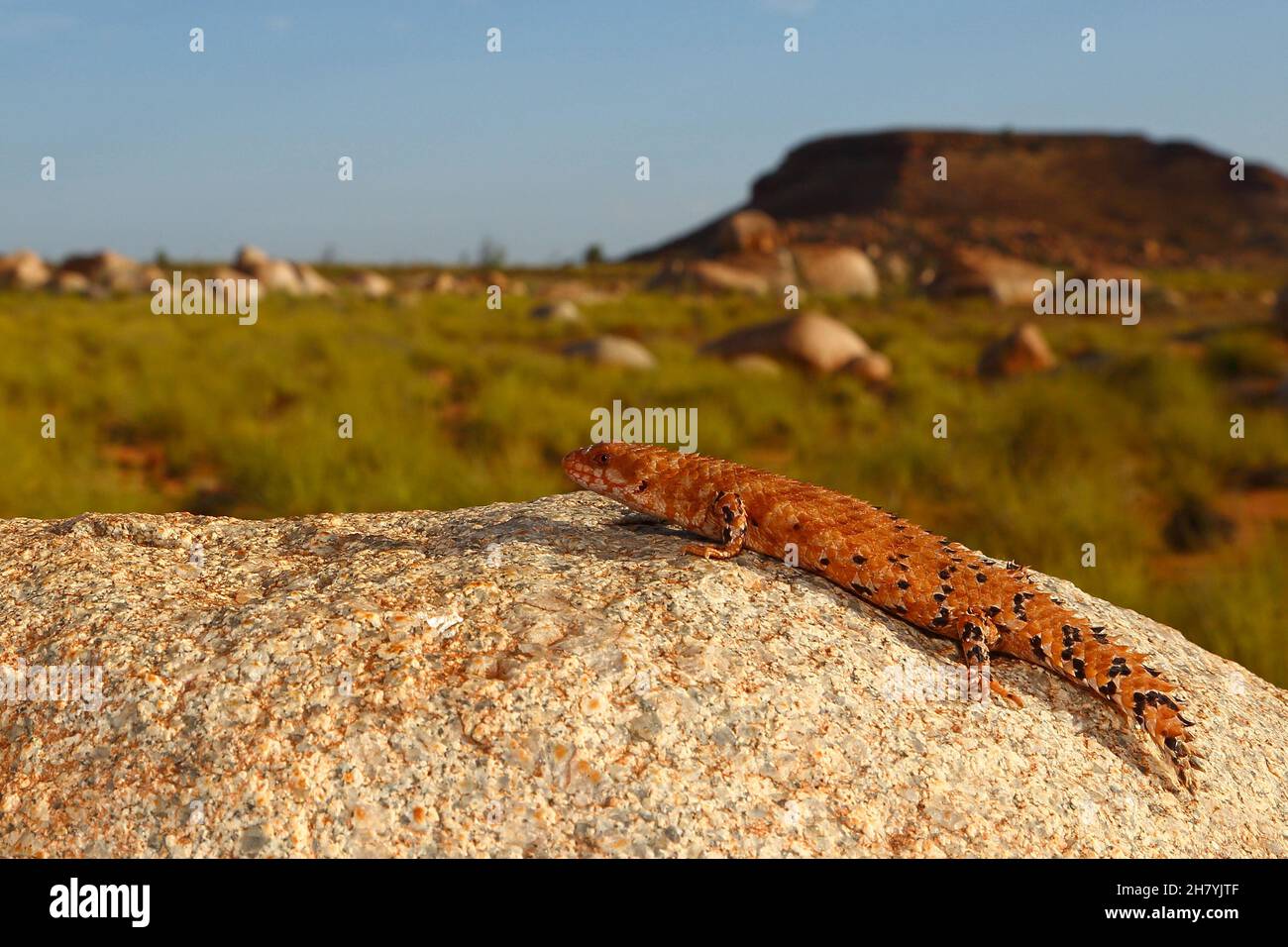 Orange tailed skink hi-res stock photography and images - Alamy