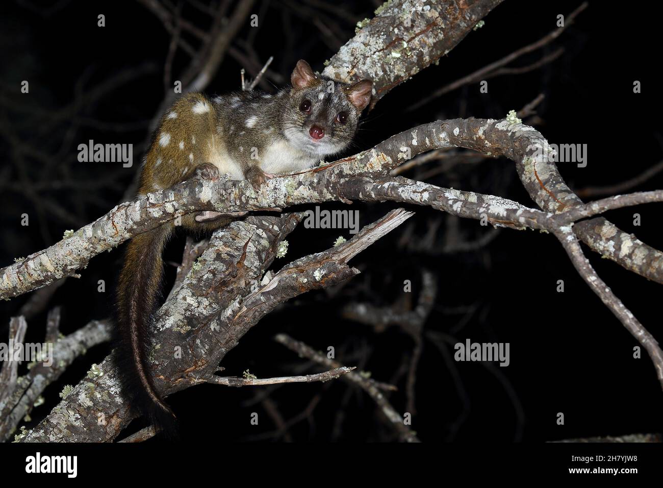 Chuditch (Dasyurus geoffroii) in a tree at night, staring at the ...